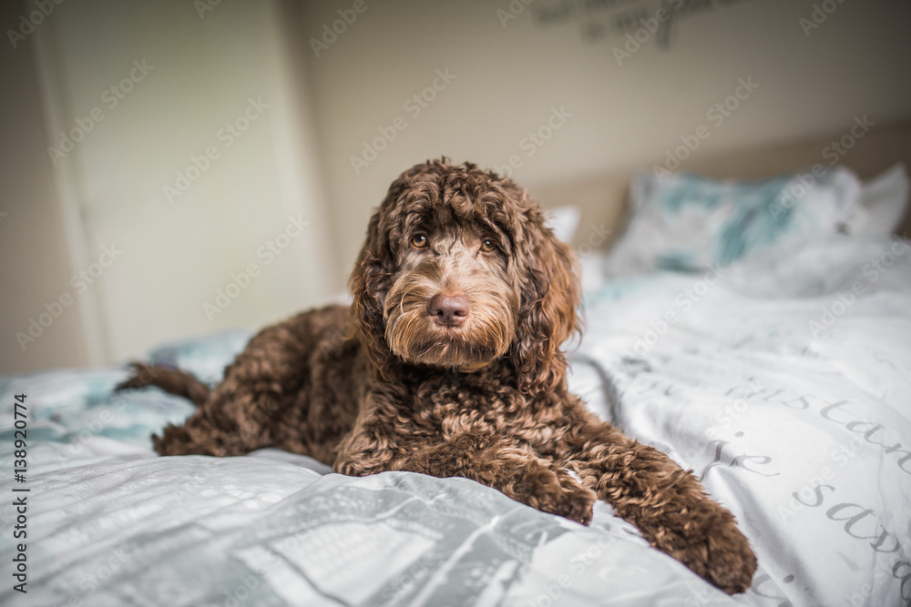 Cockapoo lying on bed Stock Photo | Adobe Stock