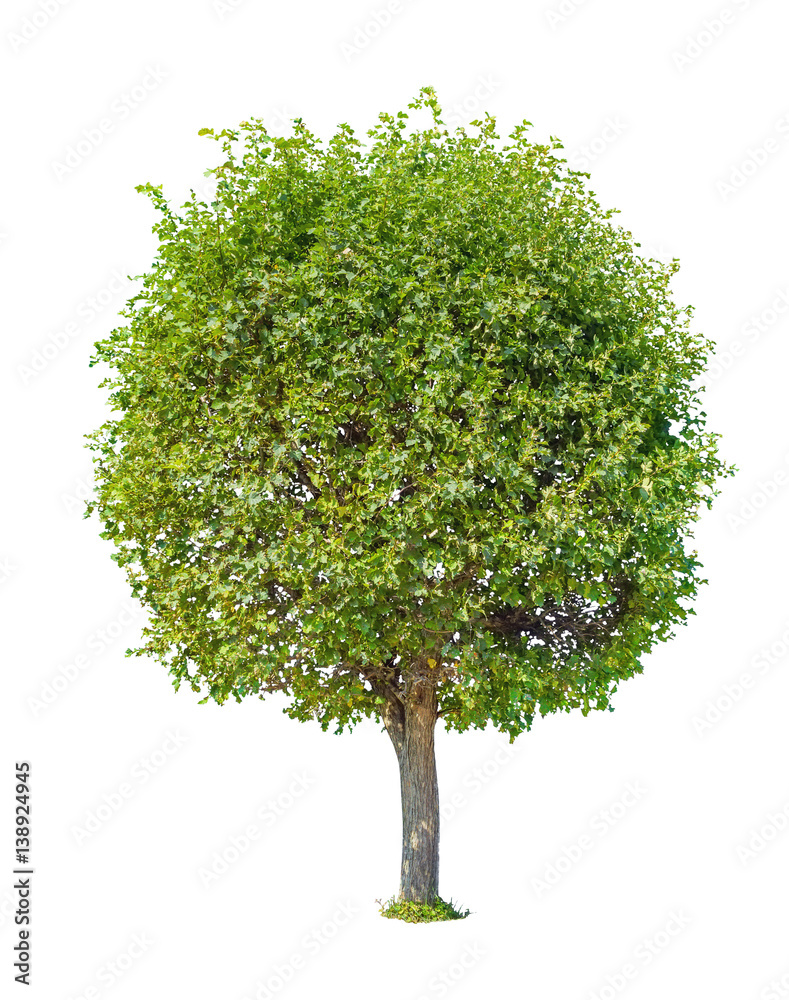 Green tree with round crown isolated on white background. Stock-Foto ...