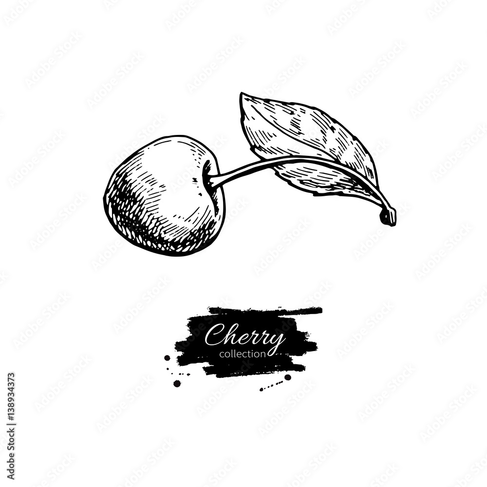 Cherry vector drawing. Isolated hand drawn berry with leaf. Sum Stock ...