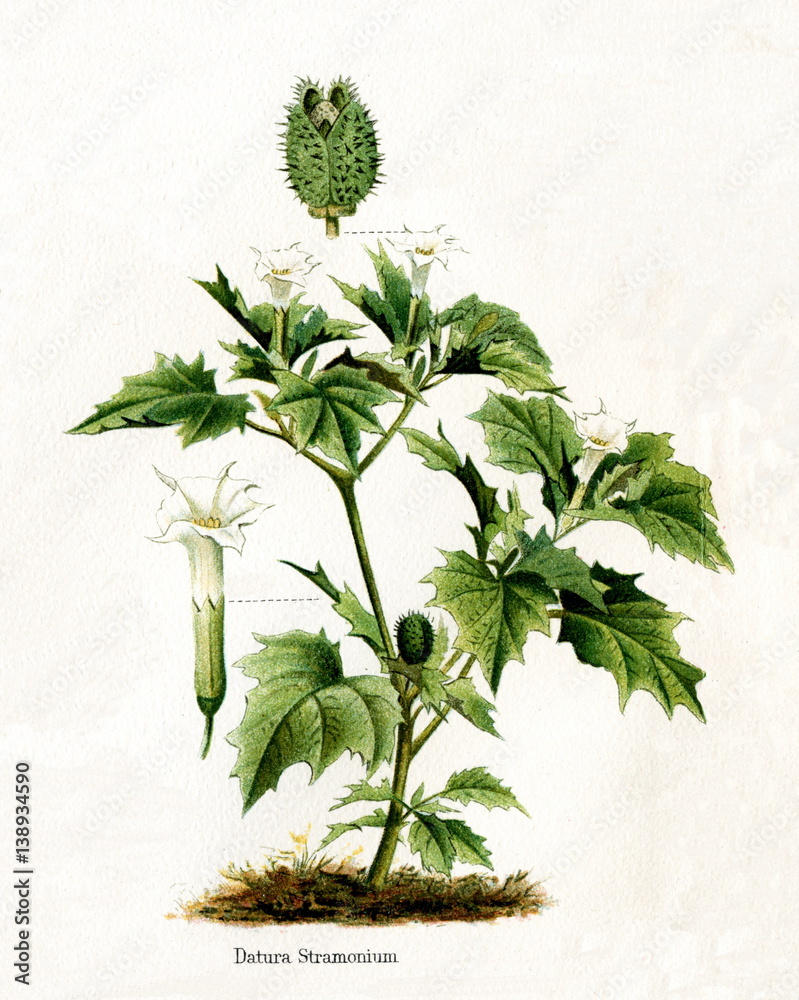 Datura Stramonium Illustration