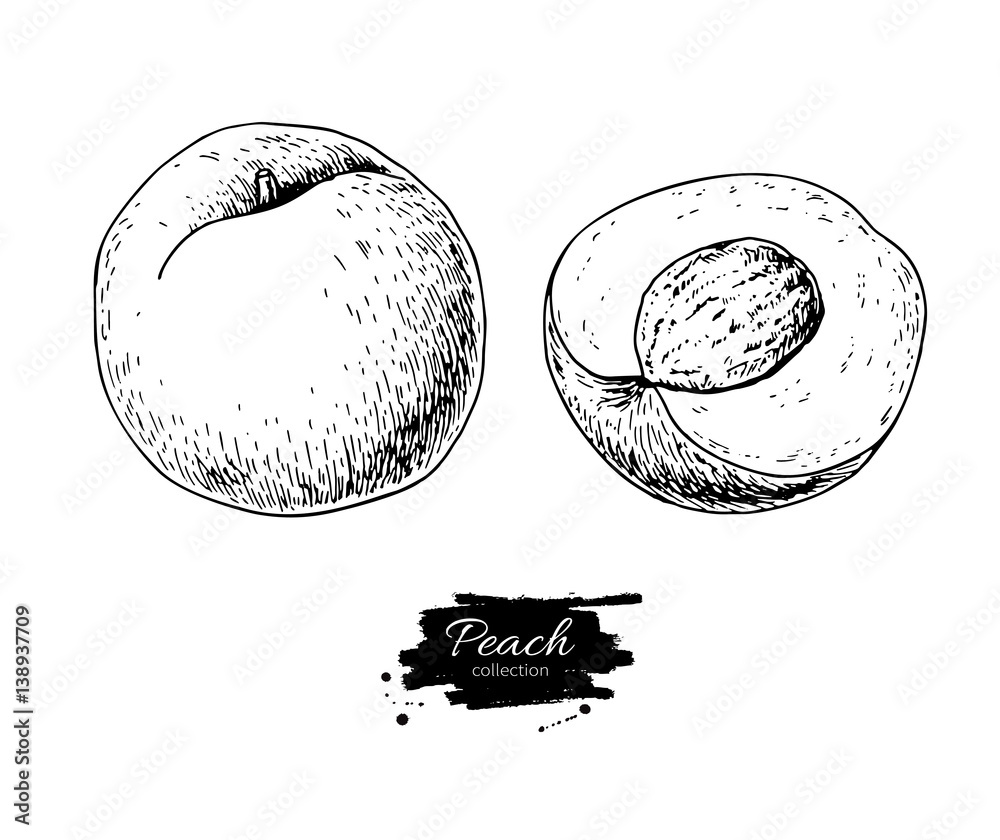 Peach vector drawing. Isolated hand drawn peach and sliced piece Stock ...