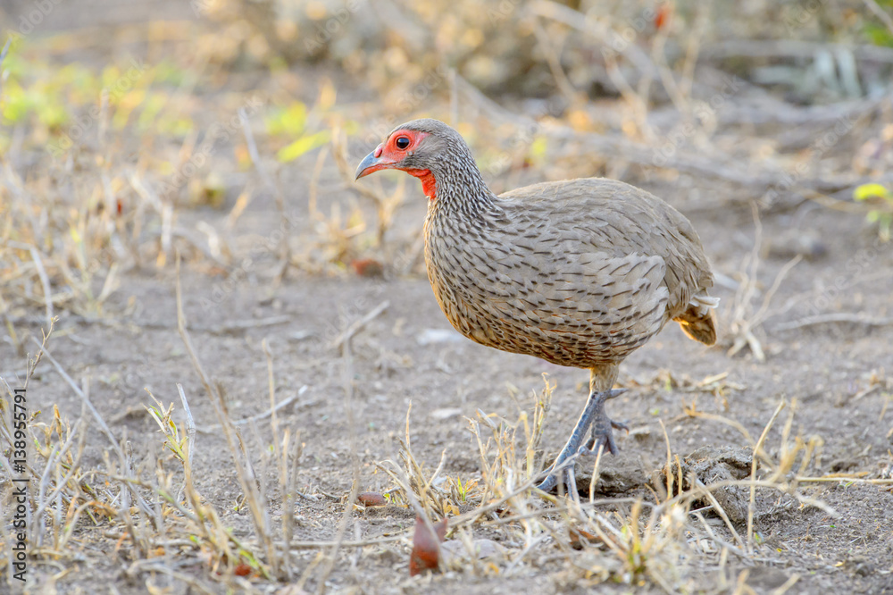 Red-Necked Spurfowl (Red-Necked Francolin) (Francolinus afer ...