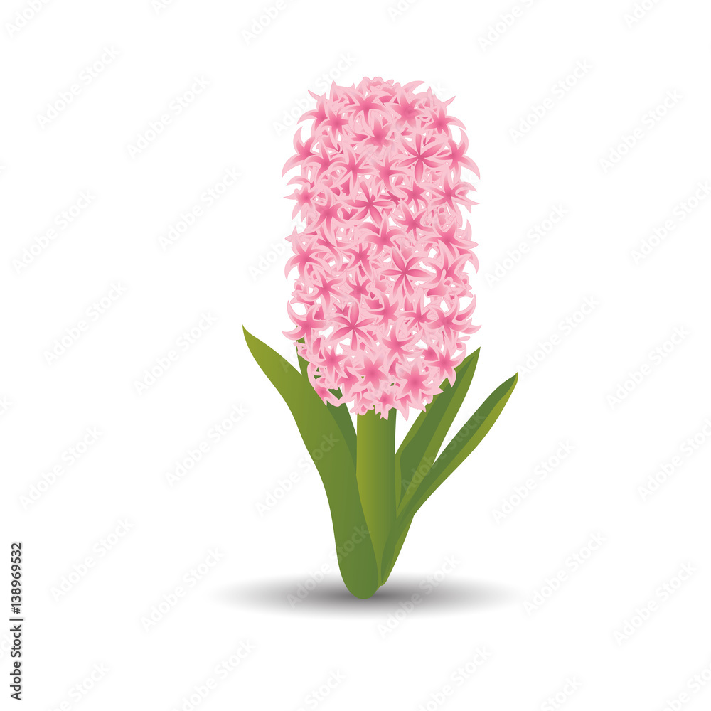 Beautiful pink hyacinth with the effect of a watercolor drawing ...