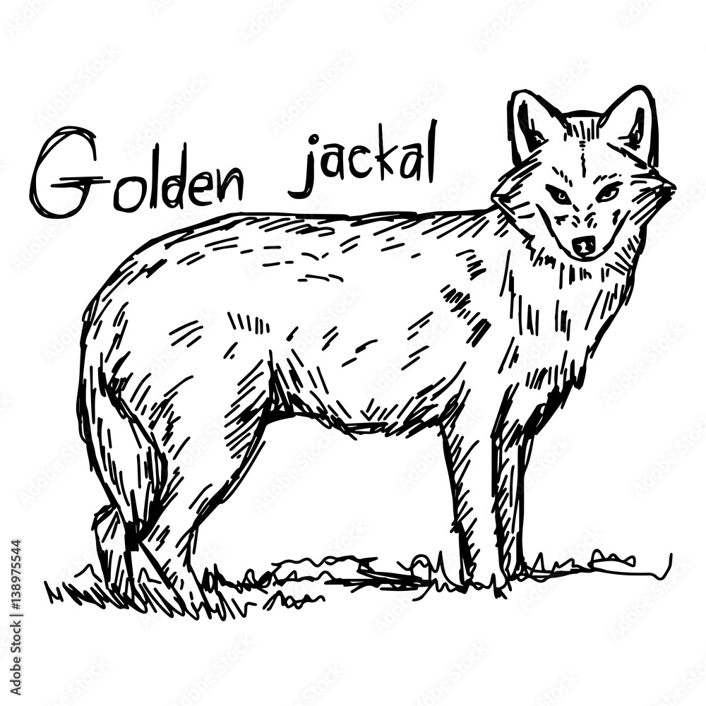 Jackal Drawing