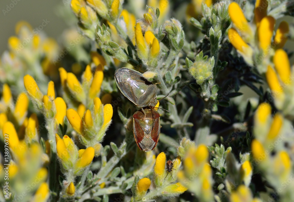 Pair of insects amidst wild plant Teline microphylla in bloom, nezara ...