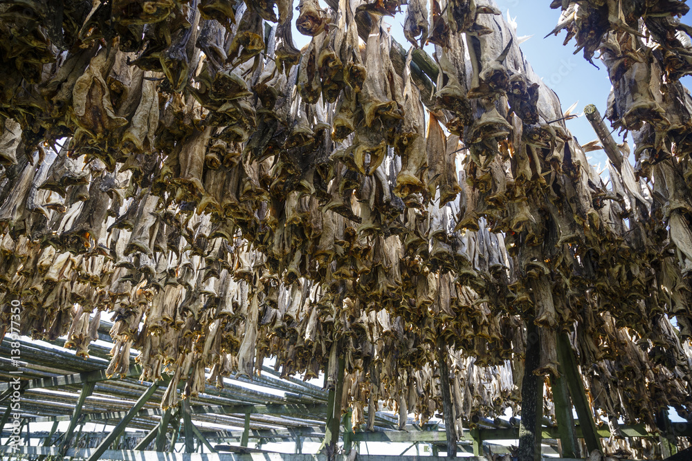 Cod fish drying, Henningsvaer village, Lofoten Islands, Norway. Stock ...