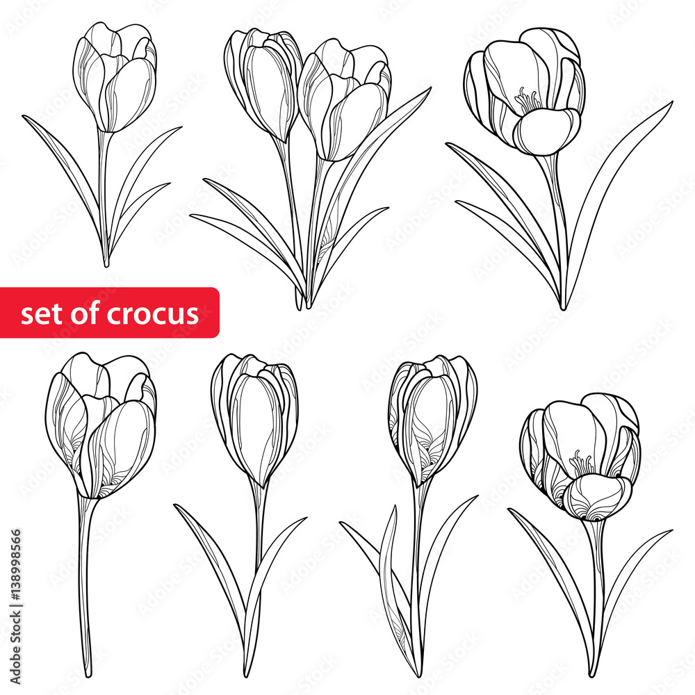 Vector set with outline crocuses or saffron flowers isolated on white ...
