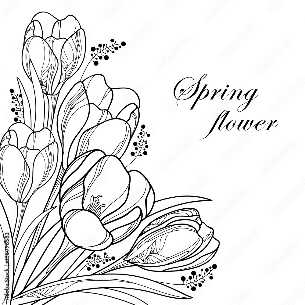 Saffron Flower Line Drawing | Best Flower Site