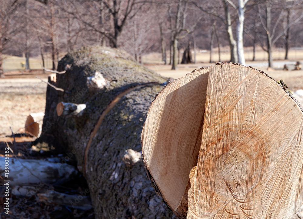 Poster Fresh Cut Log – Wall Art | UkPosters