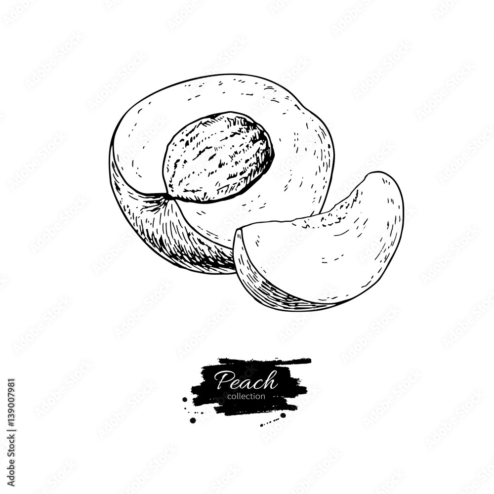 Peach vector drawing. Isolated hand drawn peach and sliced piece Stock ...