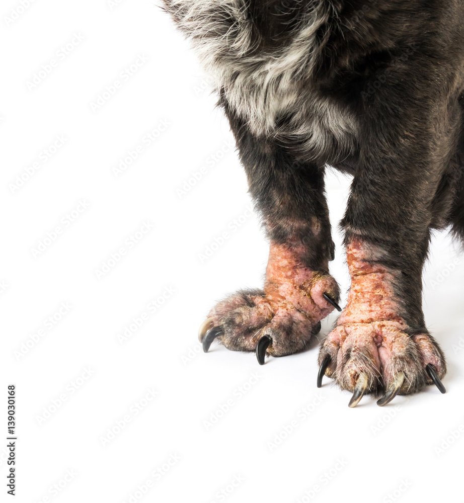 Closeup legs of dog sick leprosy skin problem with white background ...