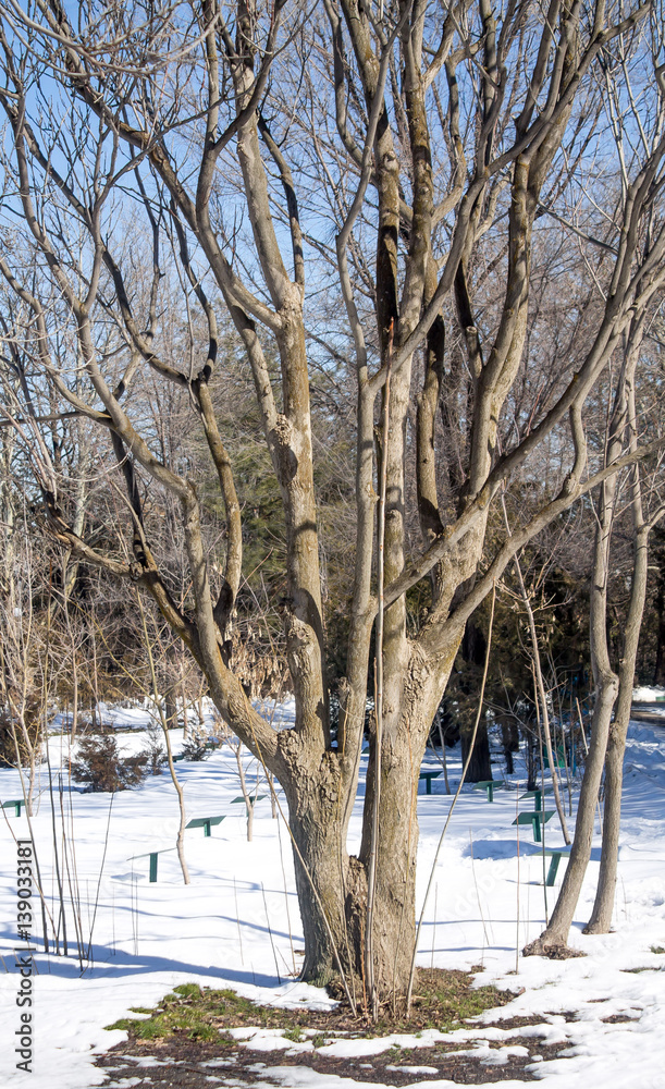 Foto de curve of a tree trunk in a forest in winter do Stock | Adobe Stock