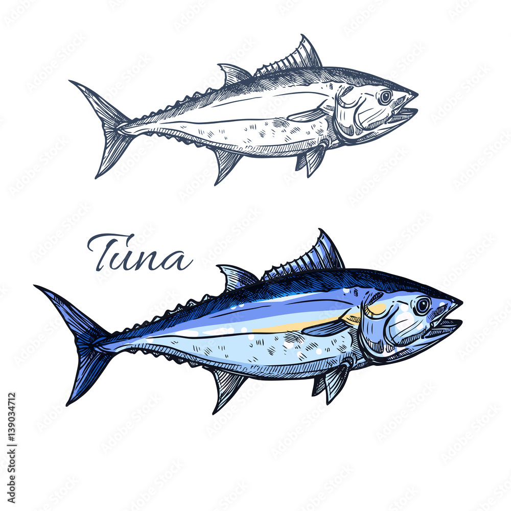 Tuna fish sketch with atlantic bluefin tunny Stock Vector | Adobe Stock