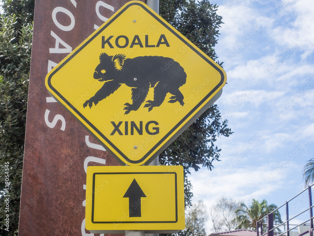 Koala crossing Stock Photo | Adobe Stock