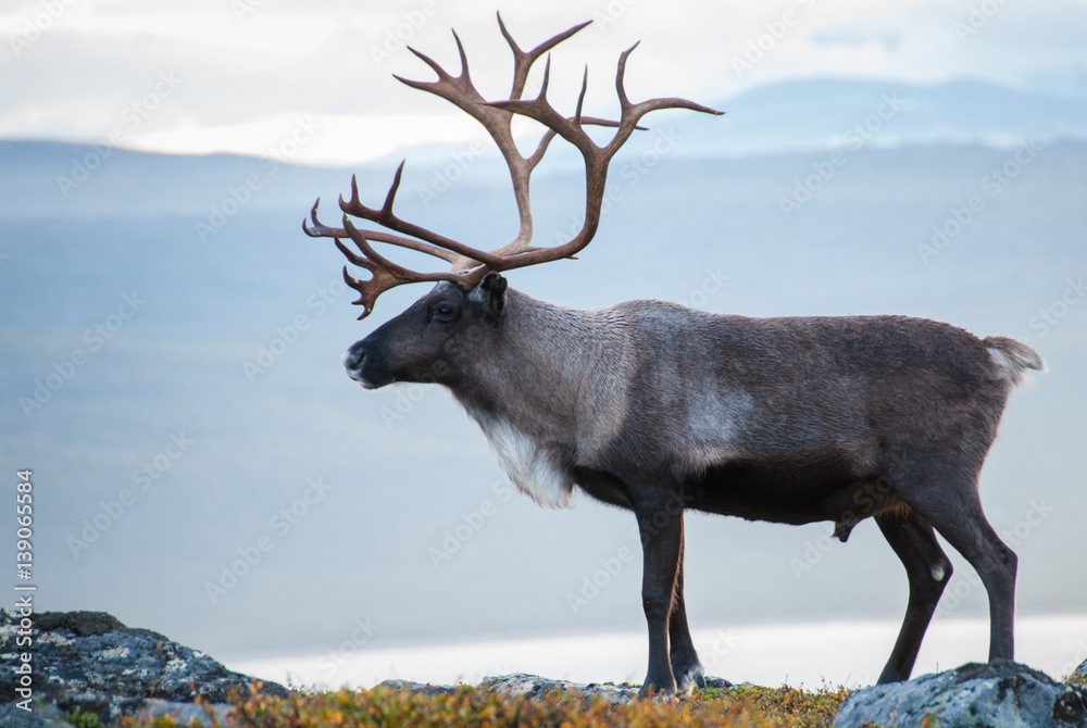 Reindeer Stock Photo | Adobe Stock
