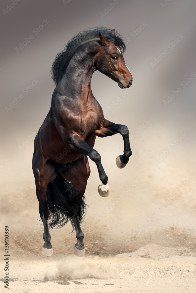 Chestnut Horse Rearing