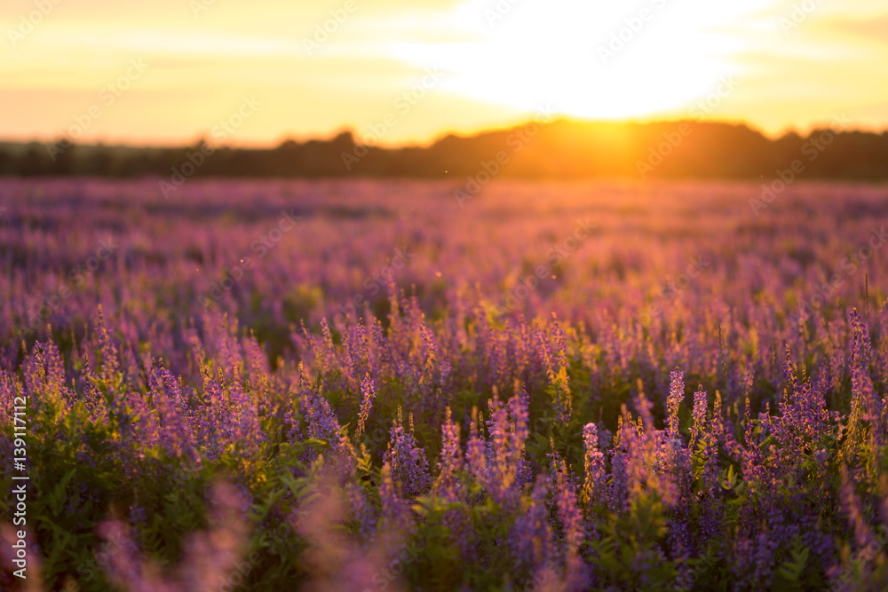 flower field at sunset Stock Photo | Adobe Stock