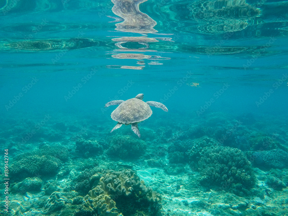 Sea turtle in water of tropic sanctuary. Green turtle in sea water ...