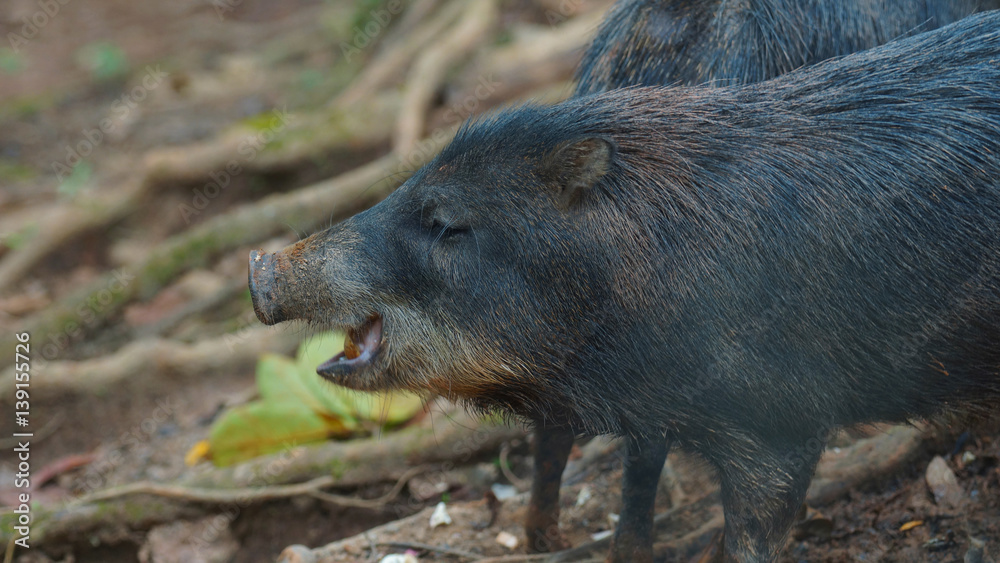 Profile view of peccary pig. Common names: Sacha kuchi, Pecarí de labio ...