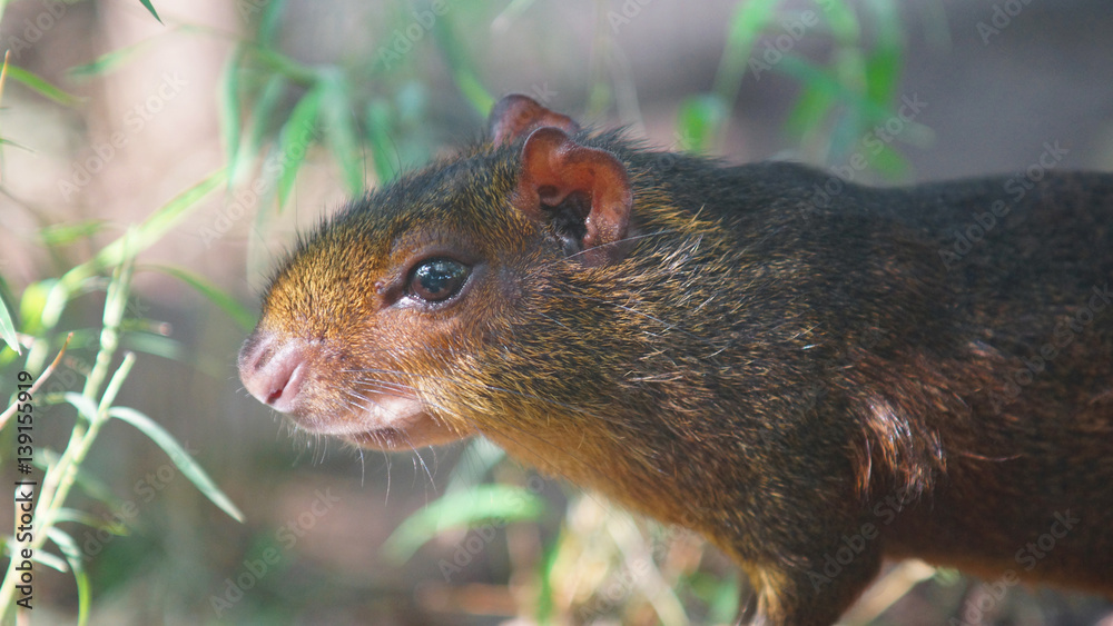 Approach to Black Agouti in the jungle. Common names: Guatusa o agutí ...