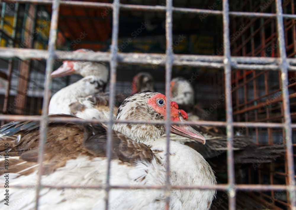 caged turkeys Stock Photo | Adobe Stock