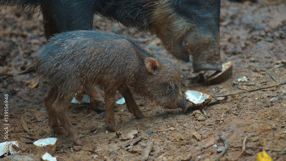 Peccary pig eating with her baby. Common names: Sacha kuchi, Pecarí de ...