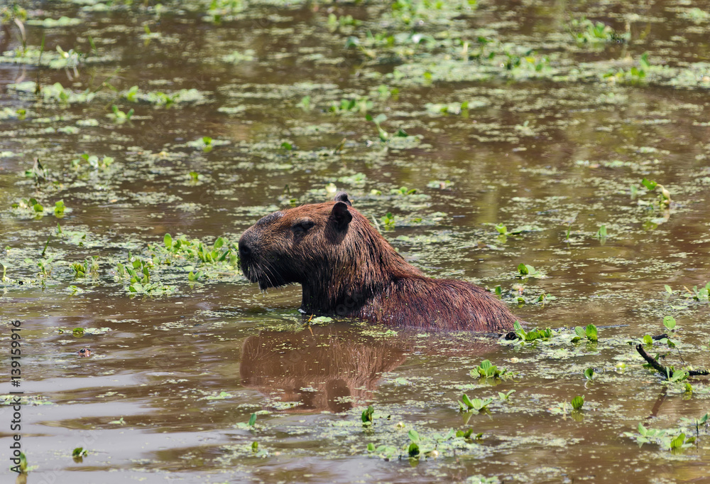 Capybara in water - El Cedral, Los Llanos, Venezuela Stock Photo ...