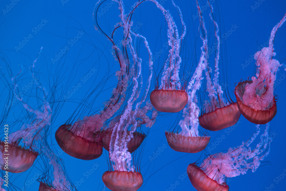 Phylum Cnidaria