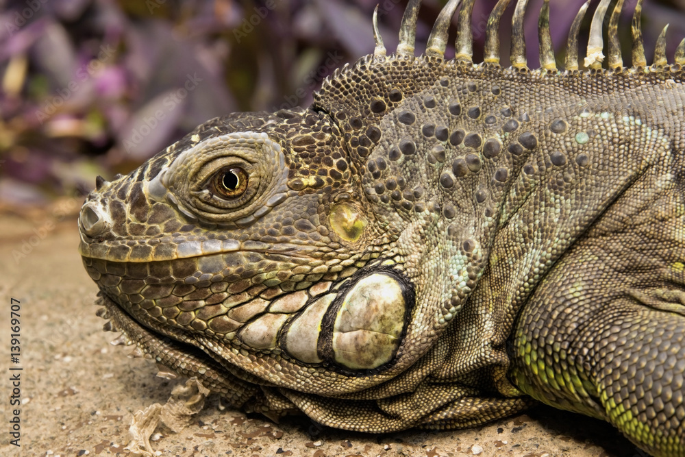 Purple Iguanas