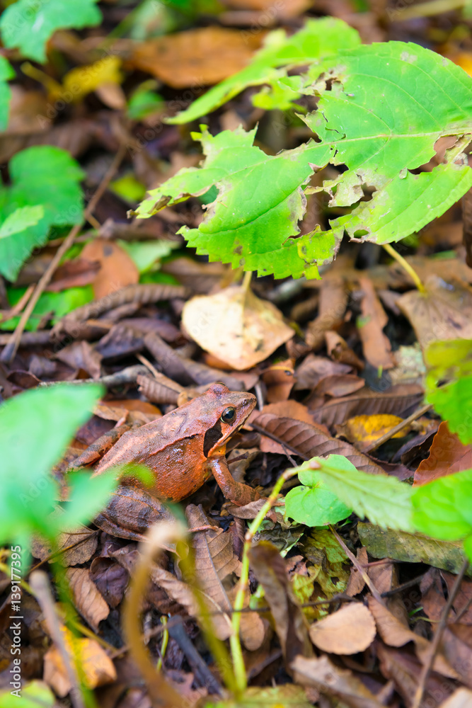 Small Frog in the Forest of Oirase,Towada-Hachimantai National Park ...