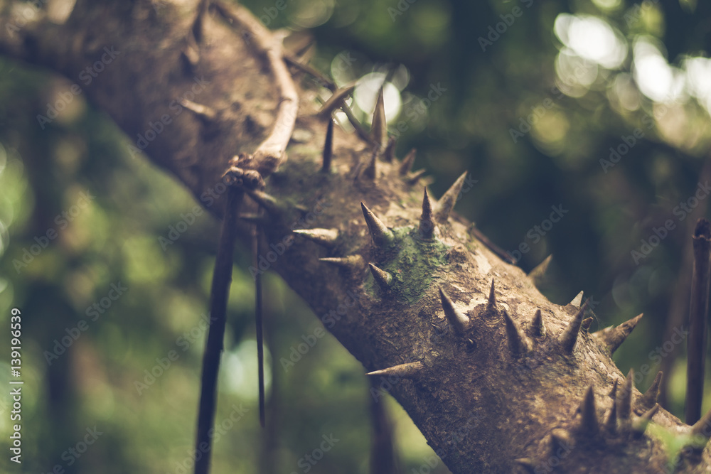 Thorn Tree with rainforests Stock Photo | Adobe Stock