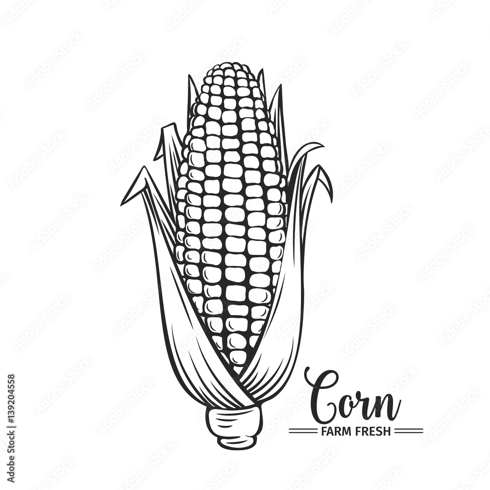 Hand drawn corn icon. Stock Vector | Adobe Stock