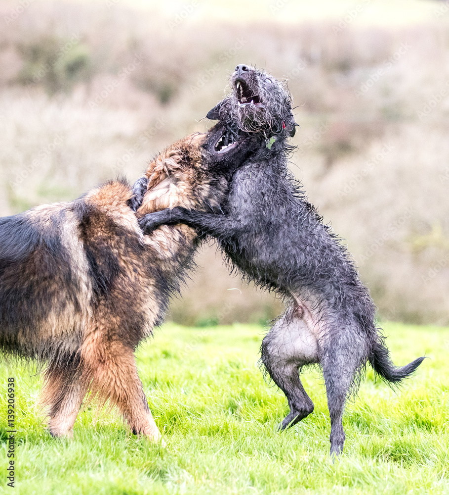 Is Play Fighting Ok For Dogs