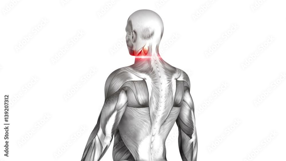 Neck Sternal and Clavicular Head - Anatomy Muscles vídeo de Stock ...