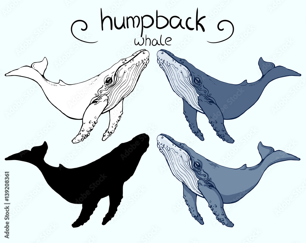 humpback whale in 4 version: outline, silhouette, colour Stock Vector ...