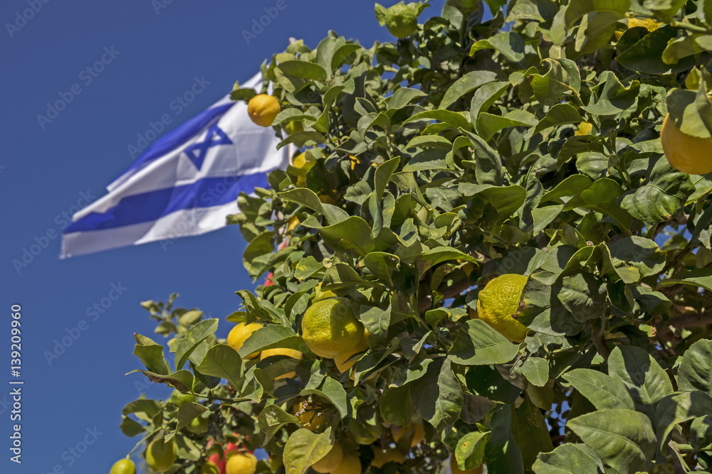 Israeli flag on blue sky background and lemons spangled tree Stock ...