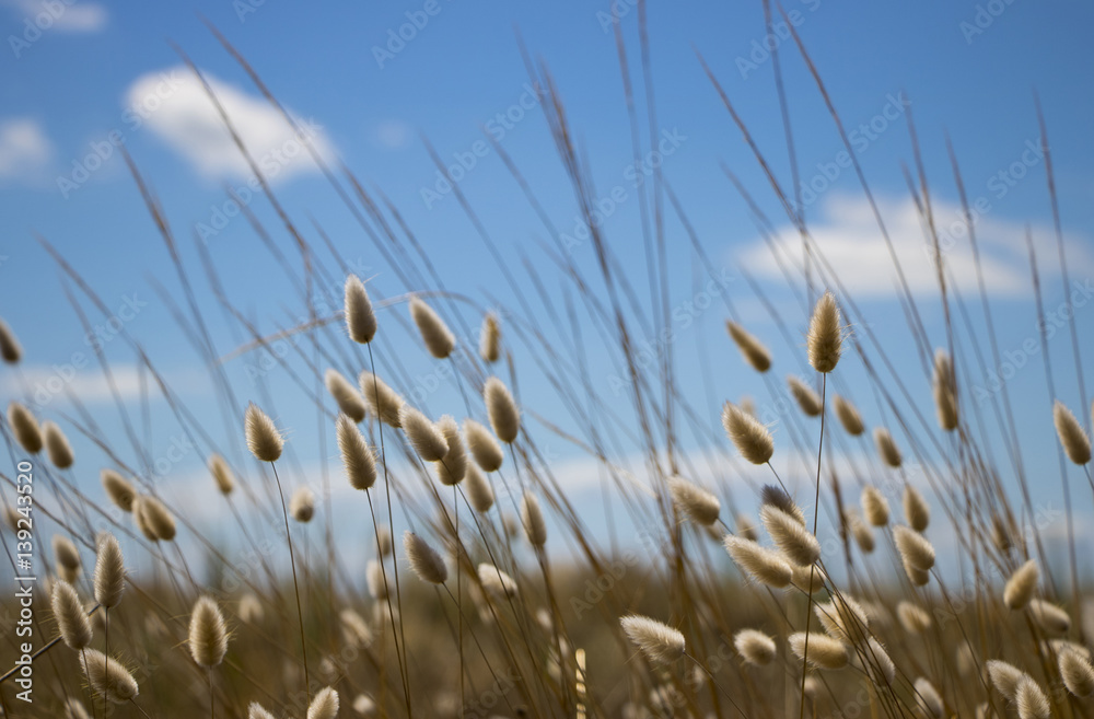 Rabbit tails in the wind Stock Photo | Adobe Stock