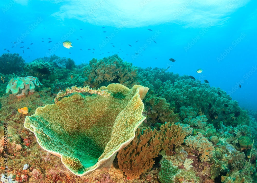Cup corals on a reef Stock Photo | Adobe Stock