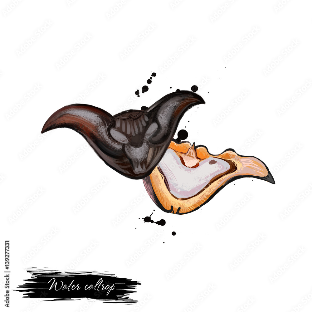 Water caltrop nut isolated on white. Hand drawn illustration of water ...