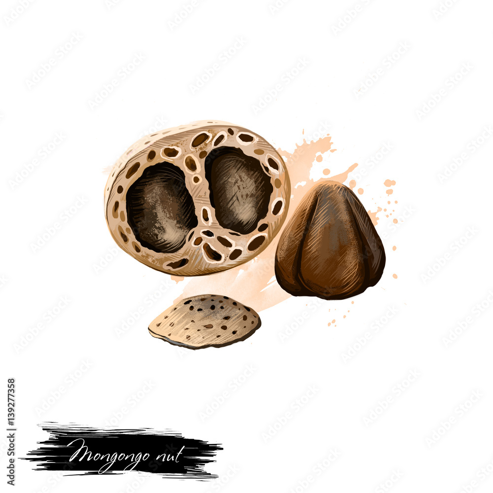 Mongongo nut isolated on white. Hand drawn illustration of mongongo ...