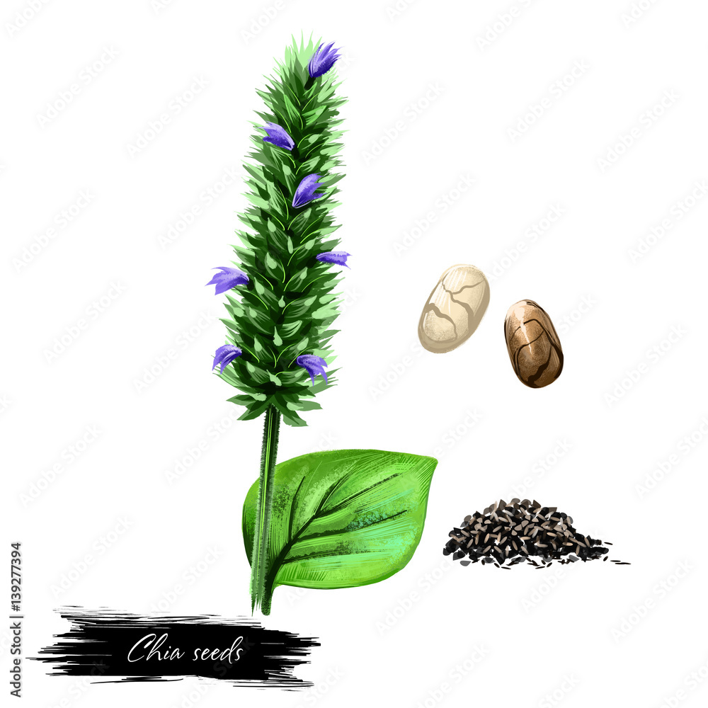 Chia seed isolated on white. Hand drawn illustration of golden chia ...