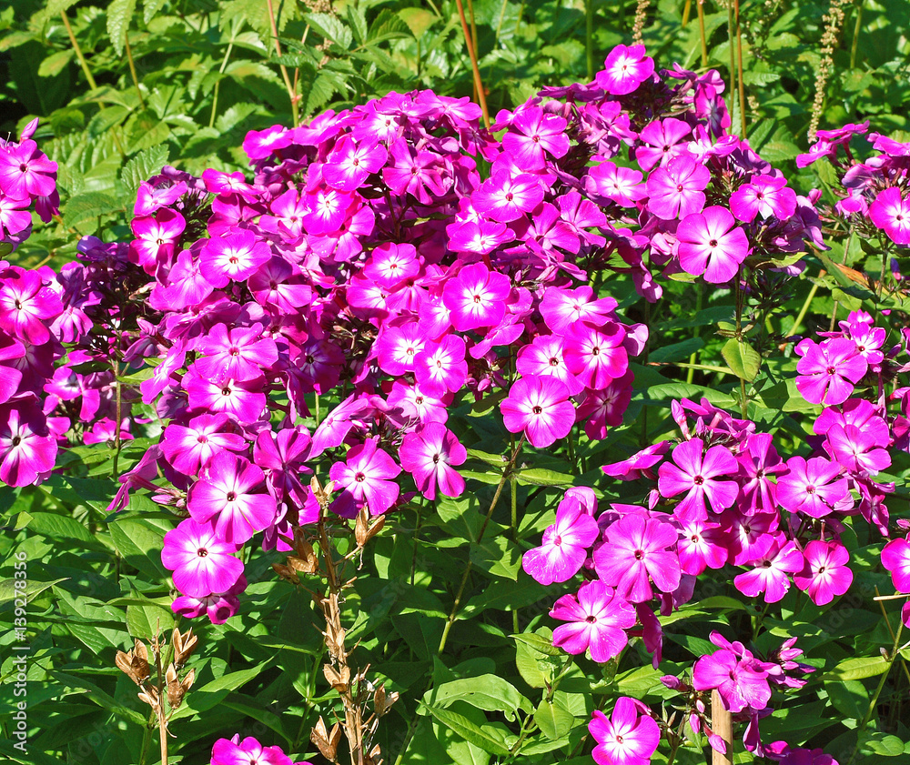 Pink and white phlox flowers in the garden Stock Photo | Adobe Stock