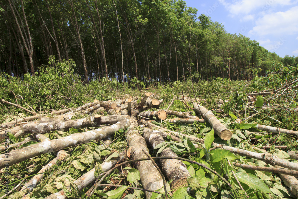 Deforestation environmental problem, rain forest destroyed for oil palm ...
