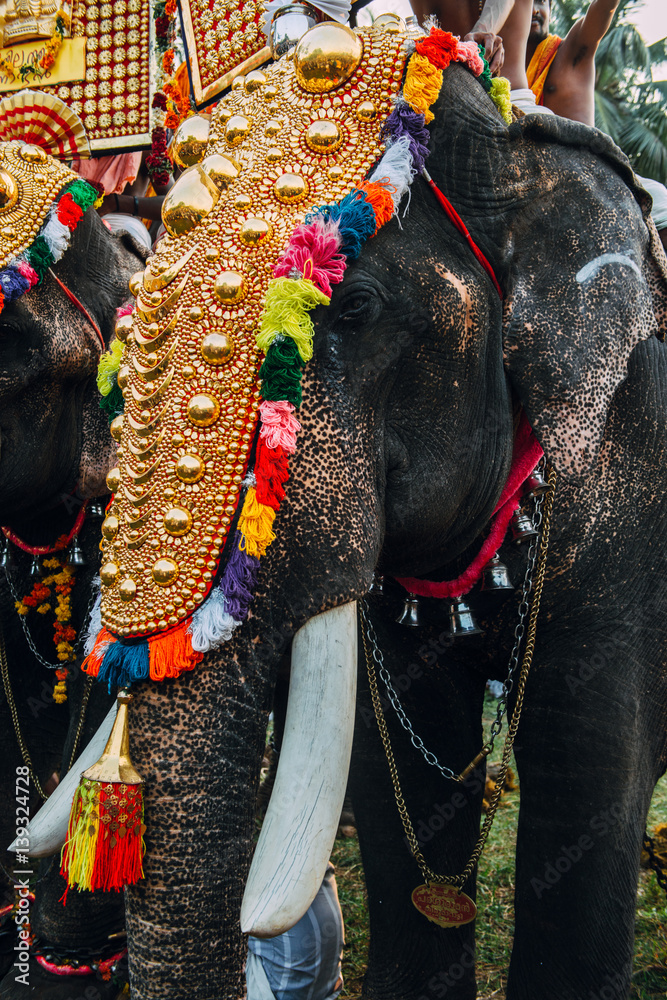 Decorated Kerala Elephants