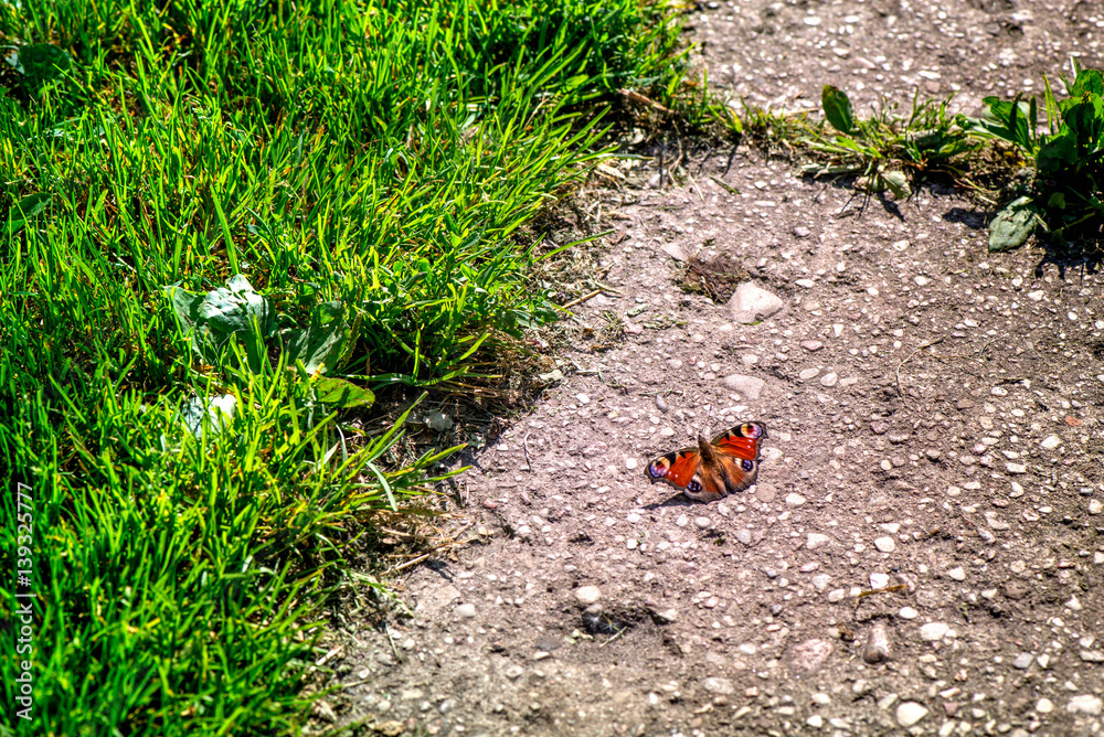 Butterfly catcher. Outdoor activities in summer. Shot of brown ...
