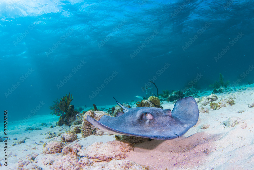 Foto de A southern ray cruises through the warm shallow water in the ...