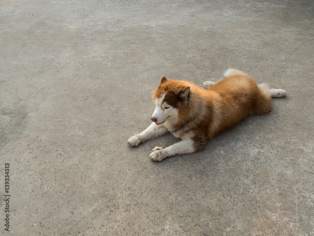 Siberian Husky Dog Crouching Stock Photo | Adobe Stock