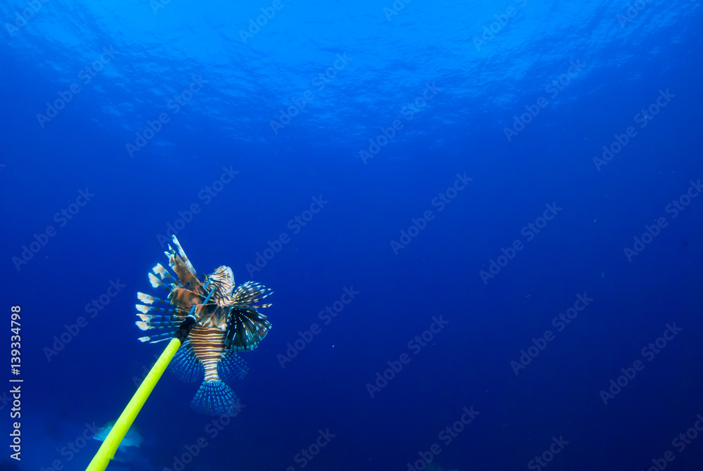 This invasive red lionfish has been captured by a scuba diver who wants ...