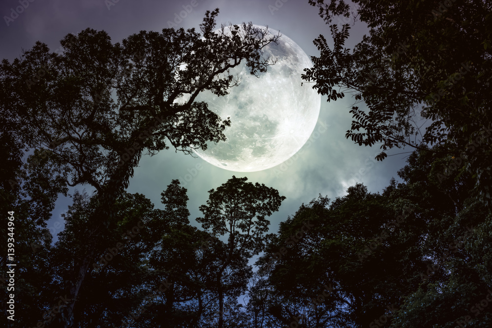 Night Of Trees And Branches