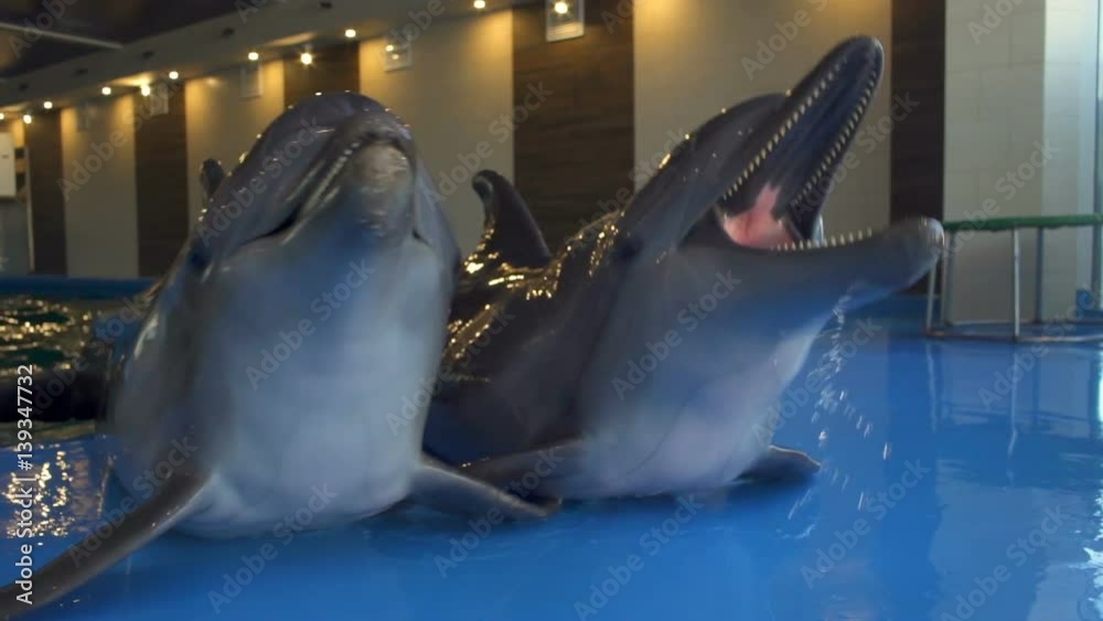 Woman giving food to dolphins in the dolphinarium slow motion Stock 비디오 ...